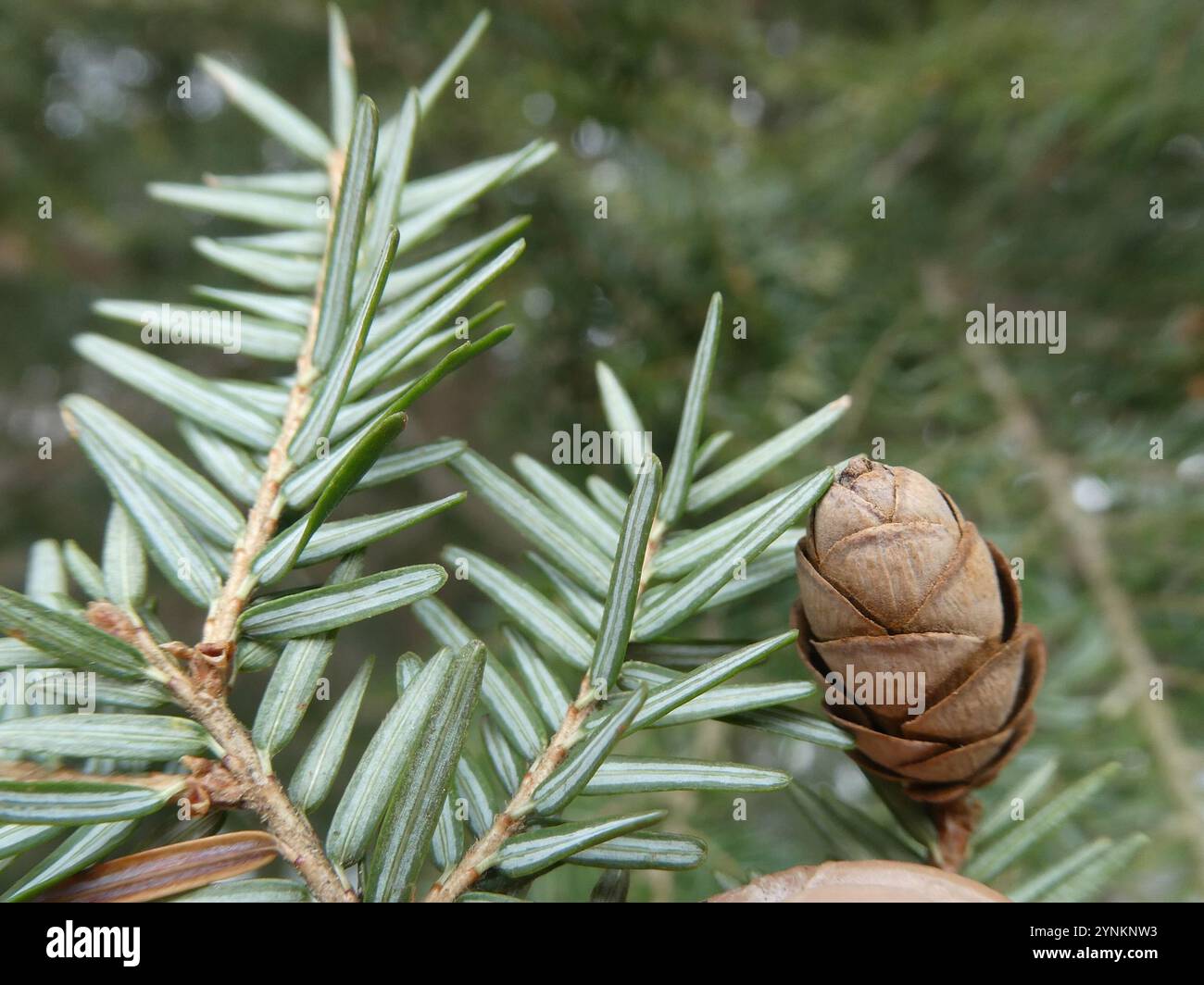 eastern hemlock (Tsuga canadensis Stock Photo - Alamy