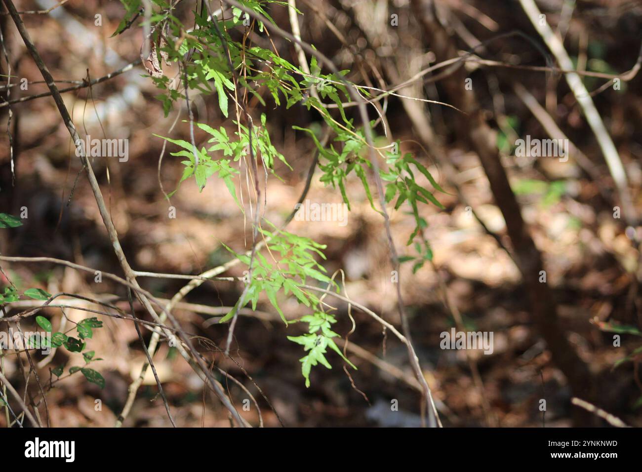 Japanese climbing fern (Lygodium japonicum Stock Photo - Alamy