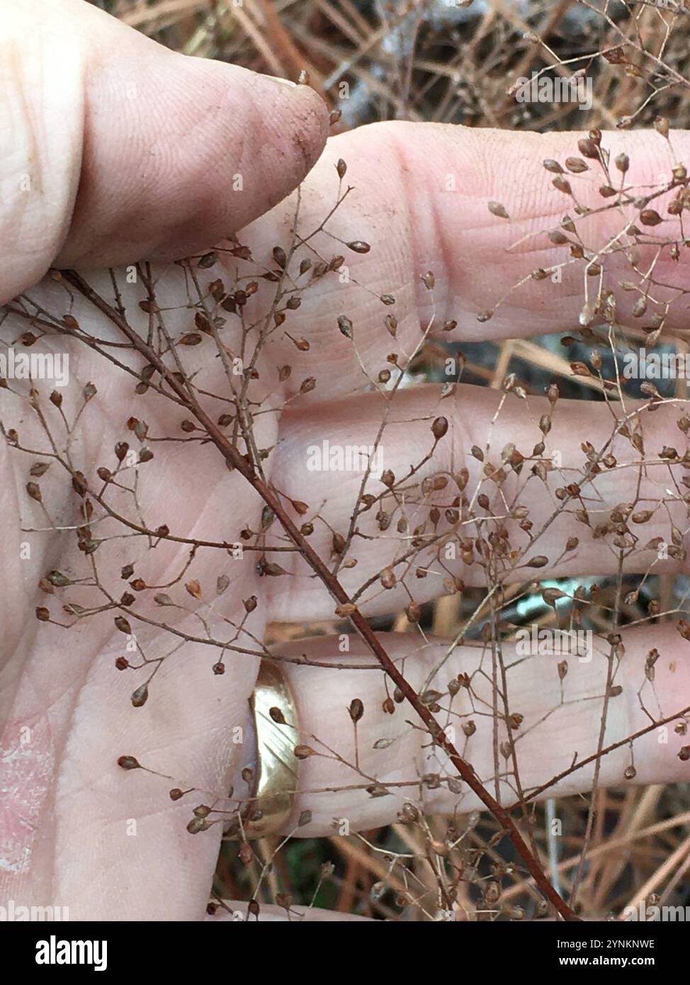 Illinois Pinweed (Lechea racemulosa Stock Photo - Alamy