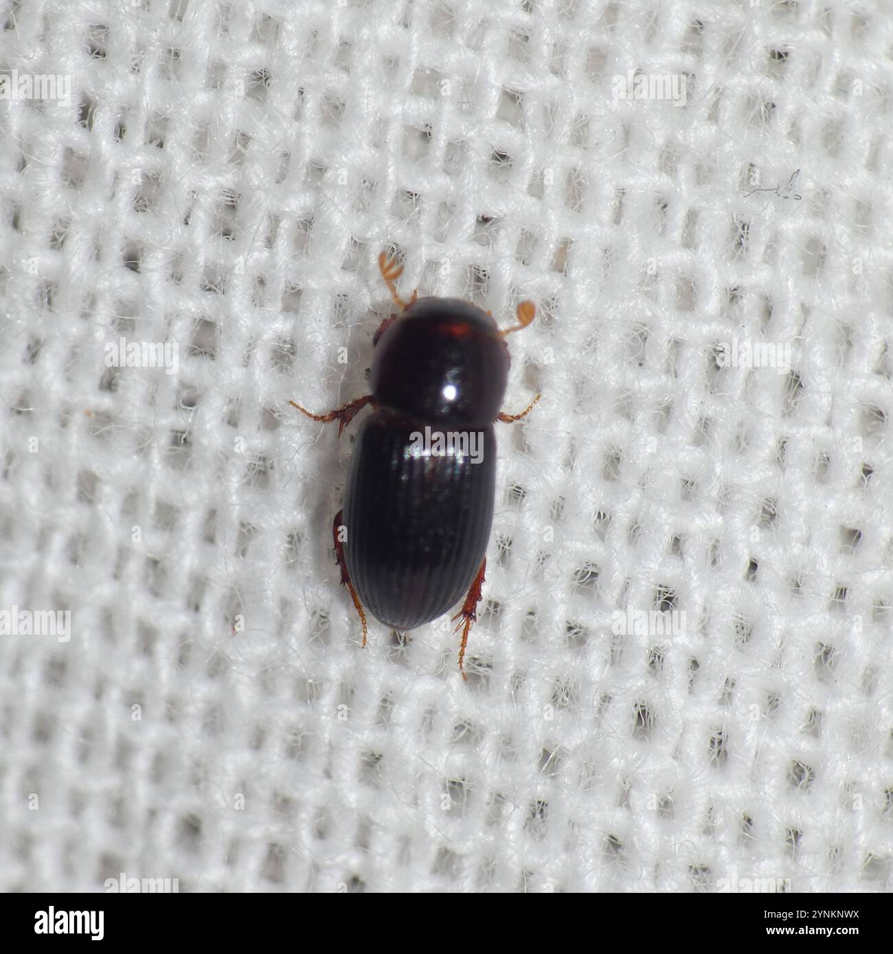Small Dung Beetles (Aphodiinae Stock Photo - Alamy