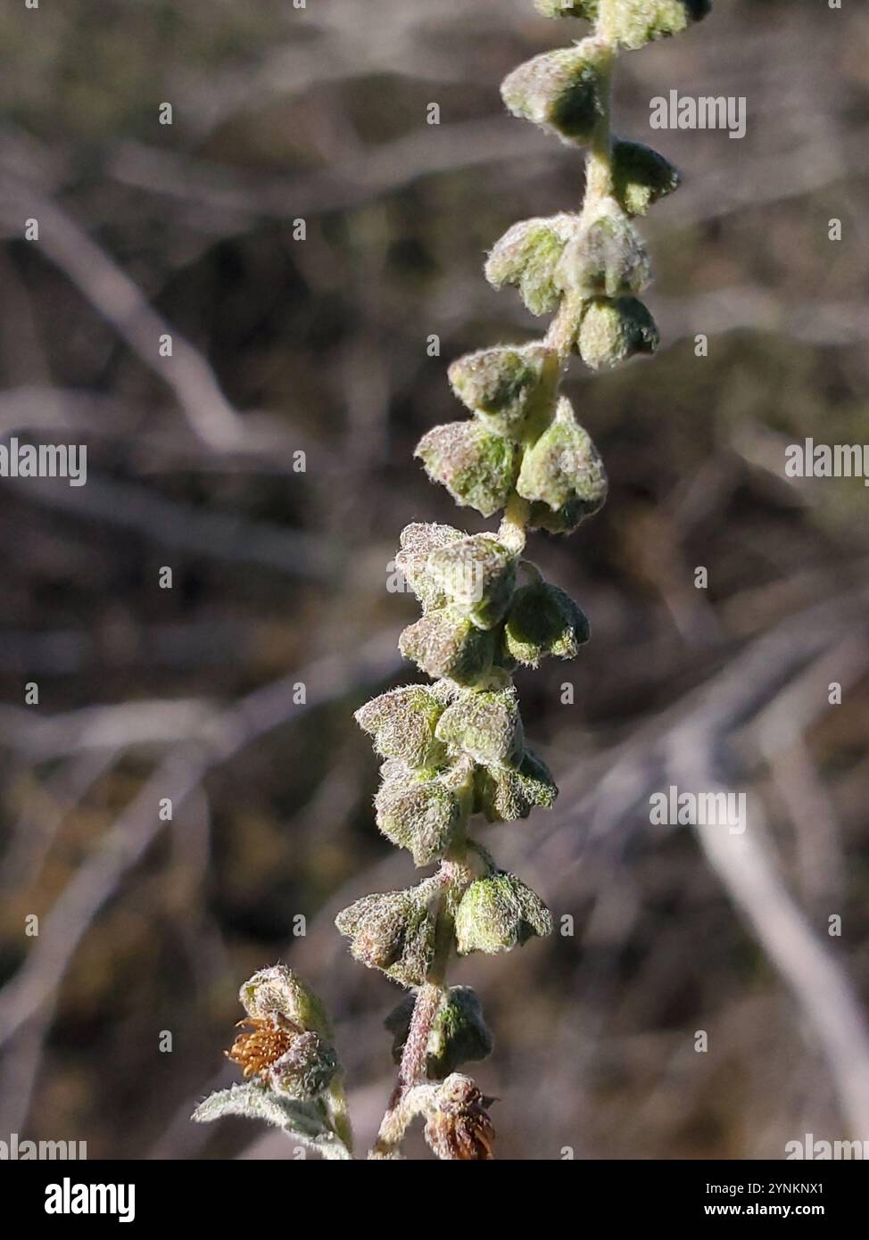 Tucson bur ragweed (Ambrosia cordifolia Stock Photo - Alamy