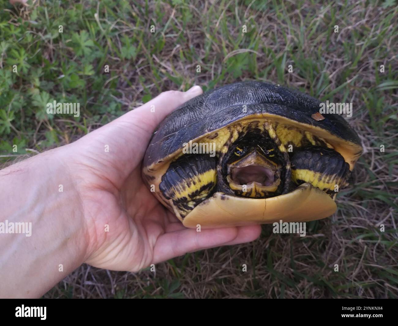 Chicken Turtle (Deirochelys reticularia Stock Photo - Alamy