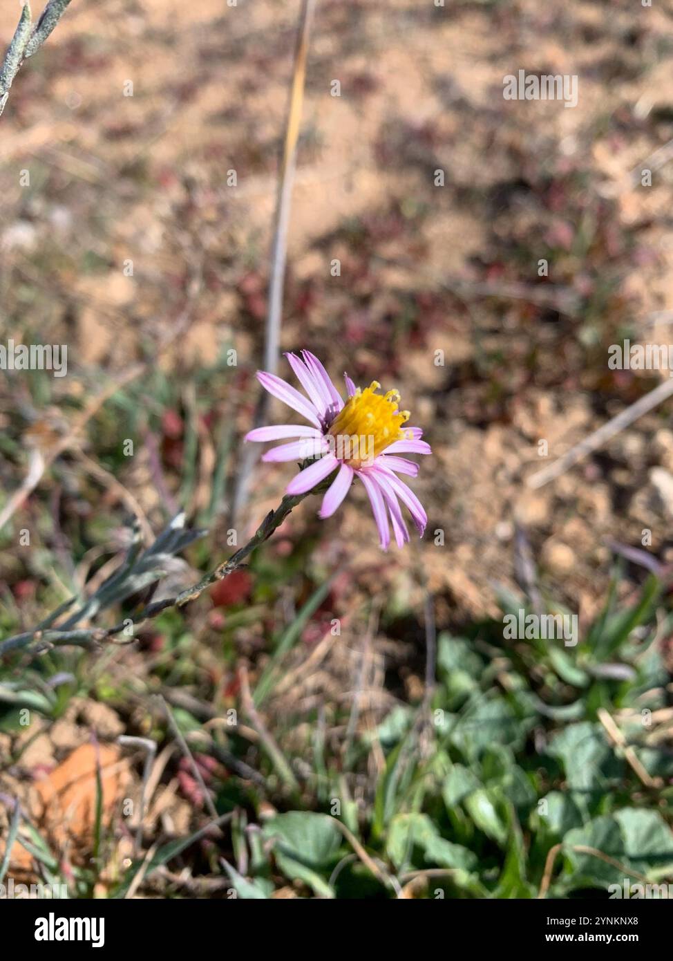 California Aster (Corethrogyne filaginifolia Stock Photo - Alamy