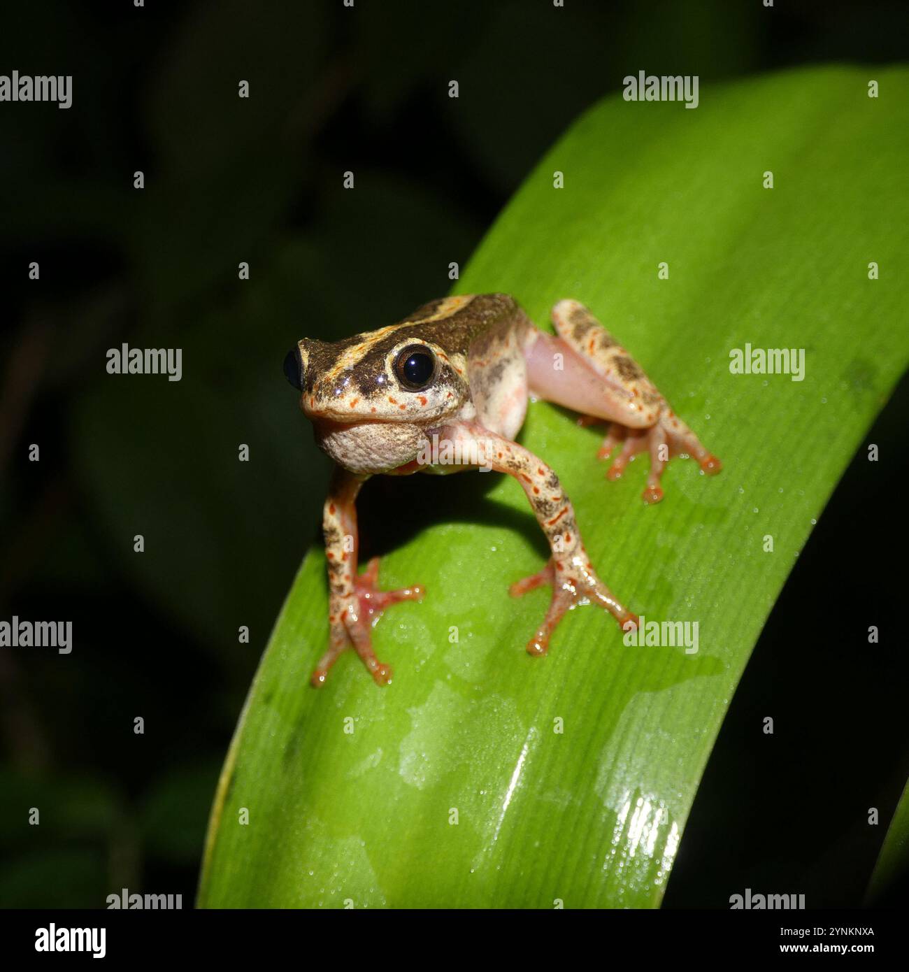 Painted Reed Frog (Hyperolius marmoratus Stock Photo - Alamy