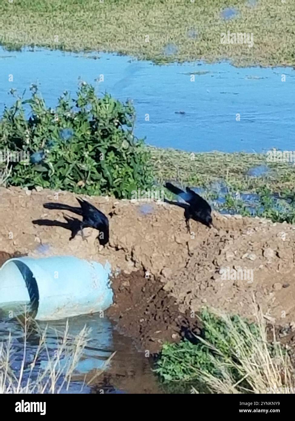 Great-tailed Grackle (Quiscalus mexicanus Stock Photo - Alamy