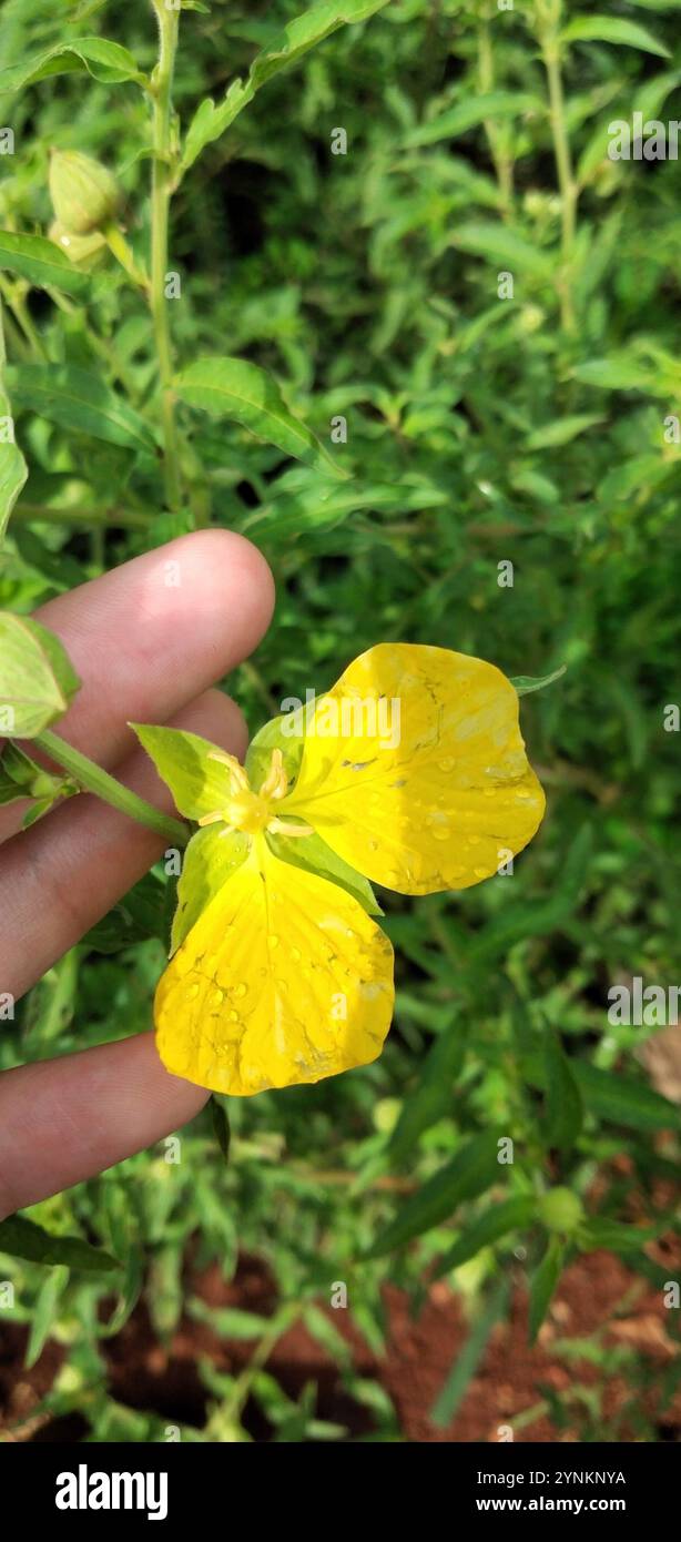 Peruvian primrose-willow (Ludwigia peruviana Stock Photo - Alamy