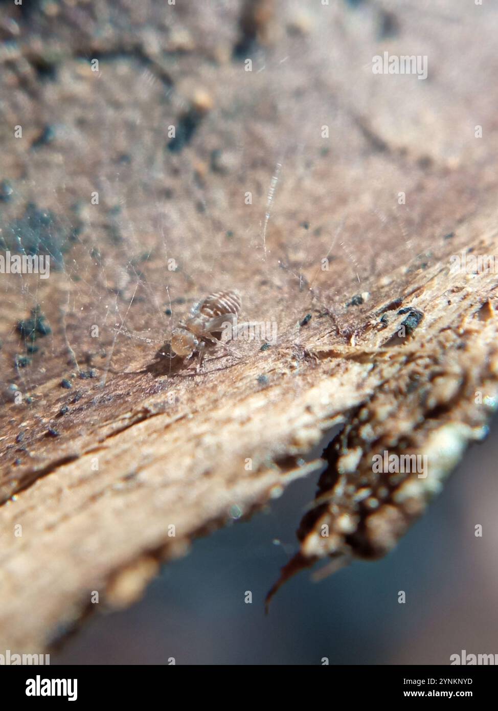 Barklice, Booklice, and Parasitic Lice (Psocodea Stock Photo - Alamy