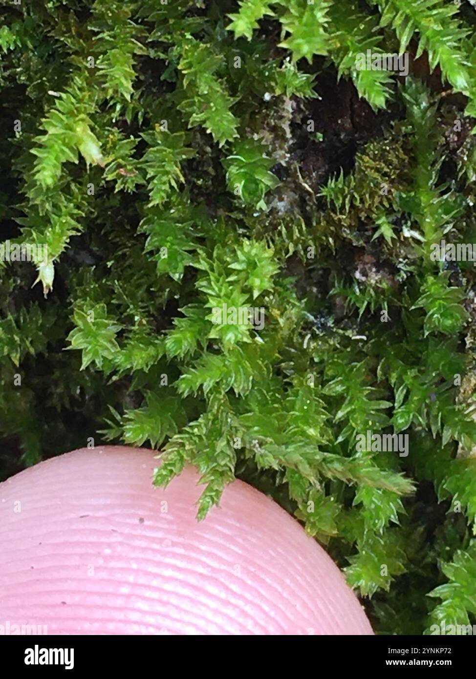 Forsstroemia hi-res stock photography and images - Alamy