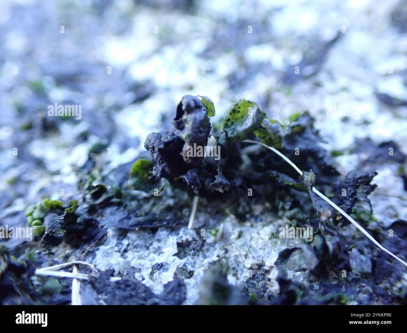 Prasiola hi-res stock photography and images - Alamy