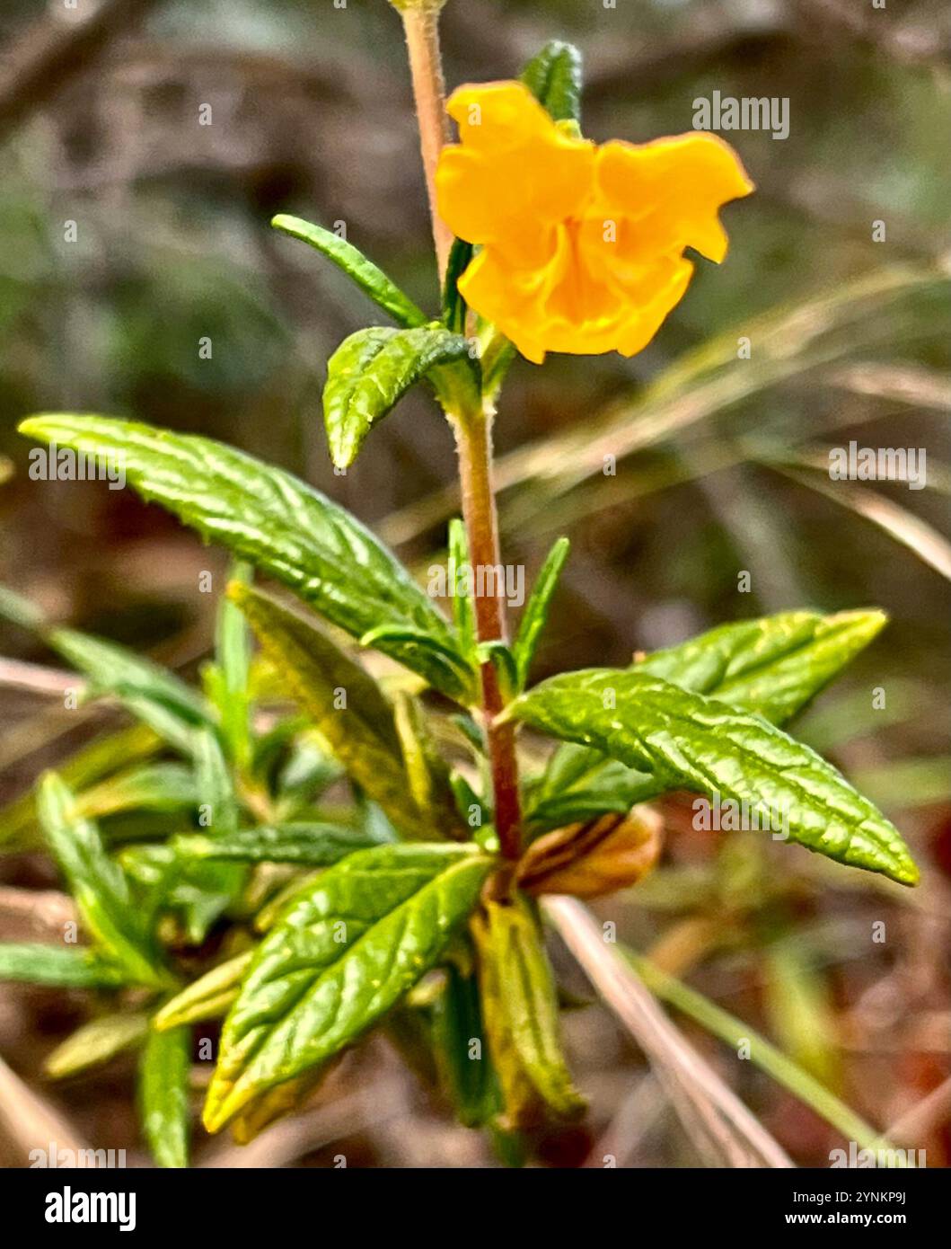 orange bush monkeyflower (Diplacus aurantiacus Stock Photo - Alamy