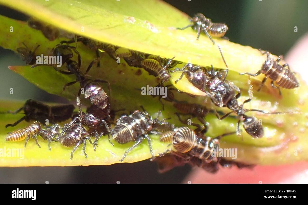 True Hoppers (Auchenorrhyncha Stock Photo - Alamy