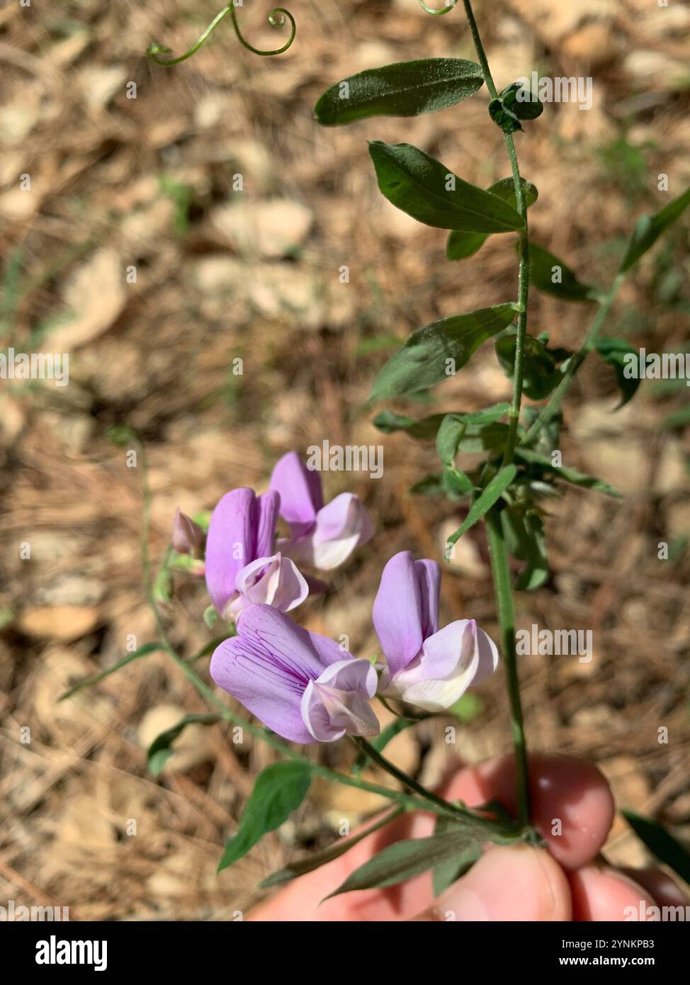 Pacific pea (Lathyrus vestitus Stock Photo - Alamy