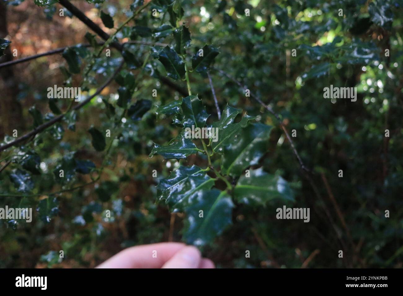 European holly (Ilex aquifolium Stock Photo - Alamy
