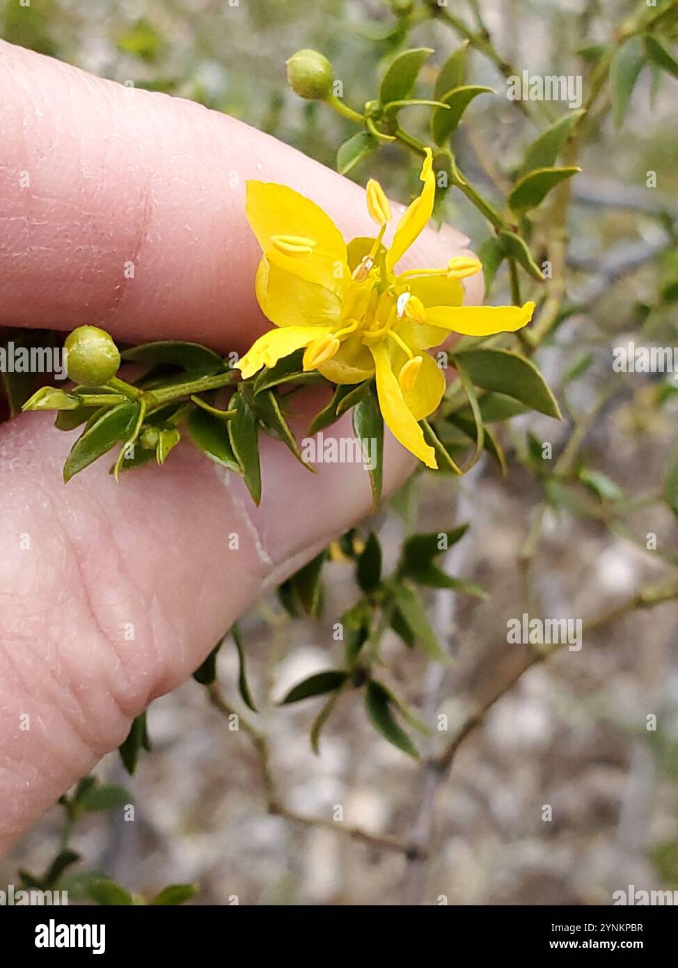 Creosote Bush (Larrea tridentata Stock Photo - Alamy