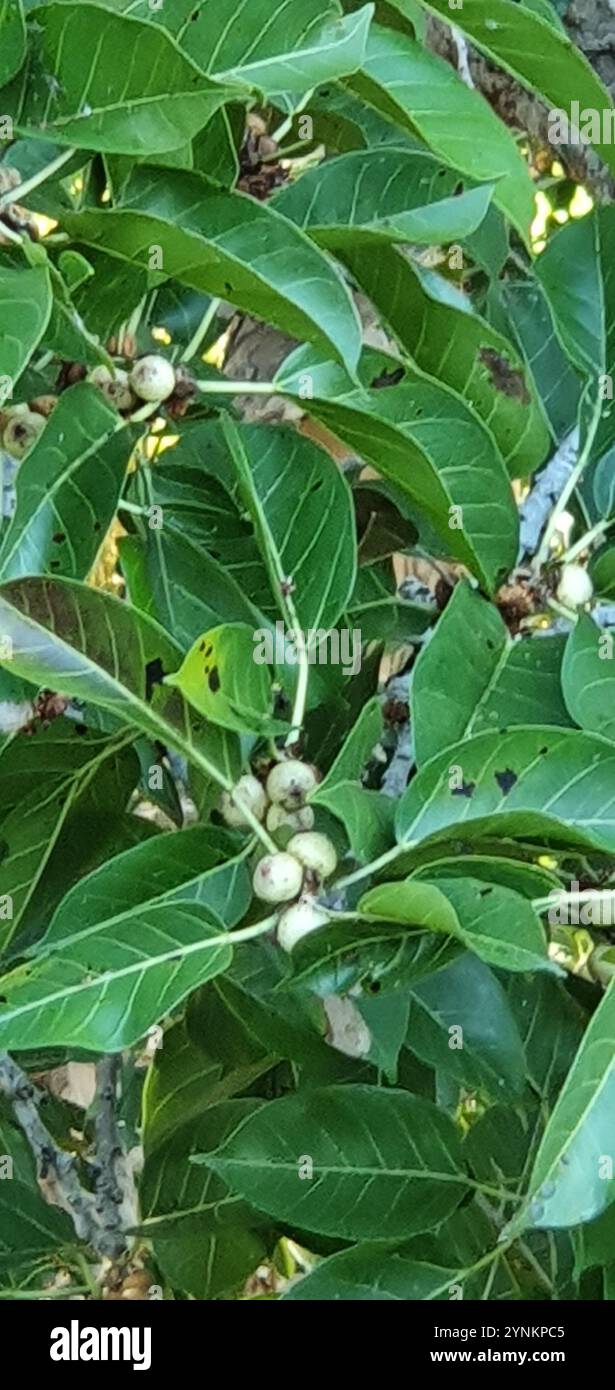 White fig (Ficus virens Stock Photo - Alamy