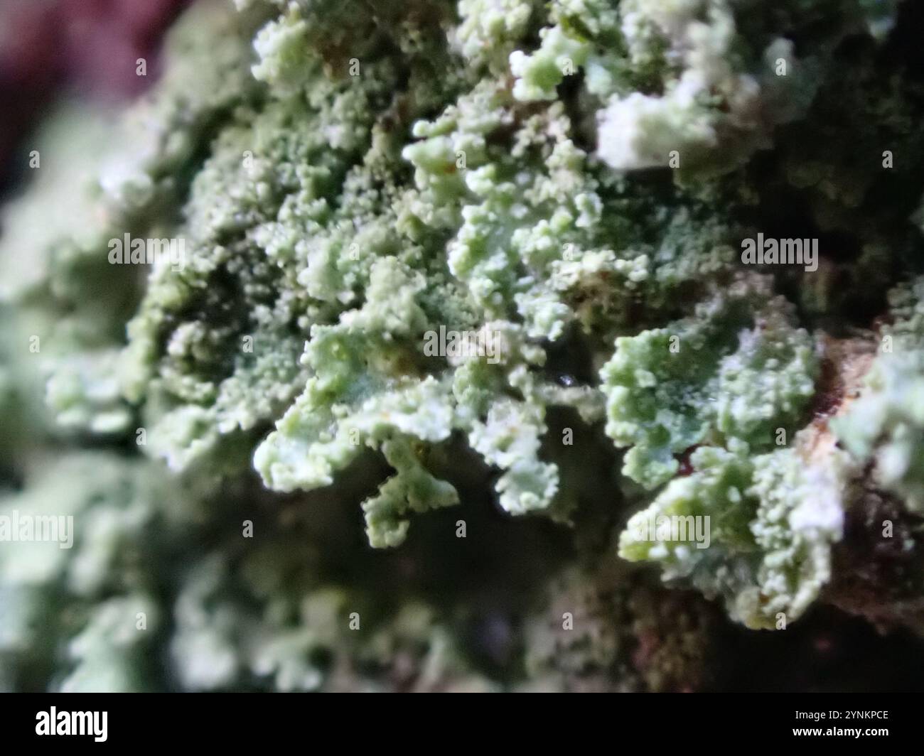 Incrassata hi-res stock photography and images - Alamy