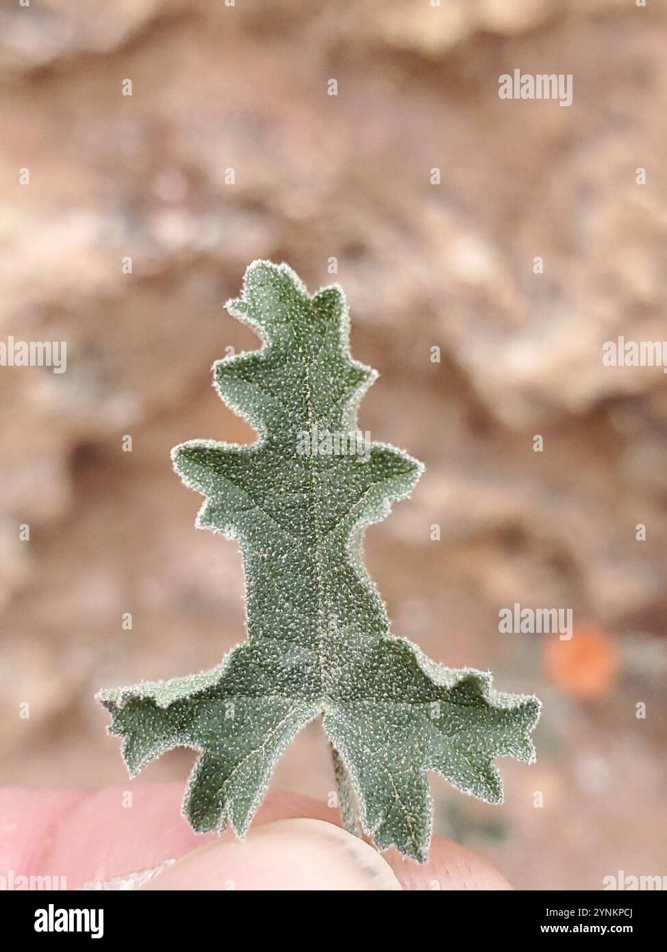 caliche globemallow (Sphaeralcea laxa Stock Photo - Alamy