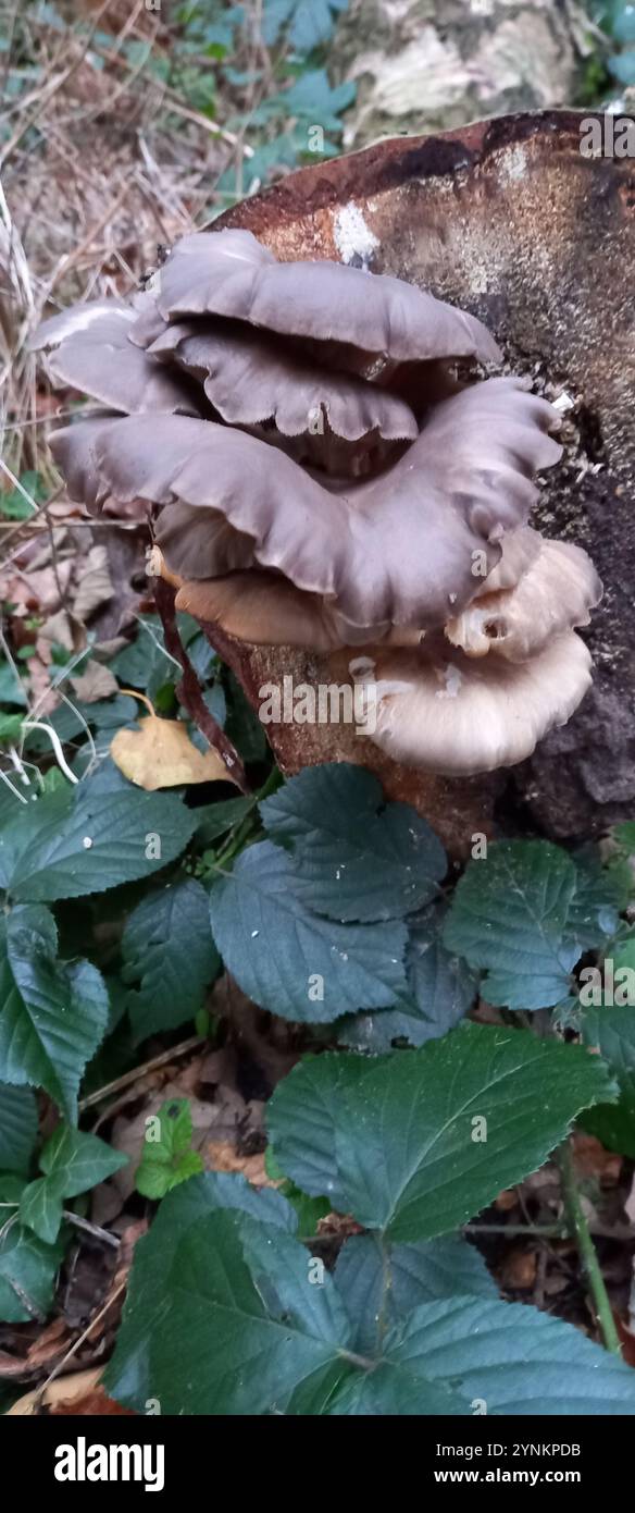 Oyster Mushroom (Pleurotus ostreatus Stock Photo - Alamy