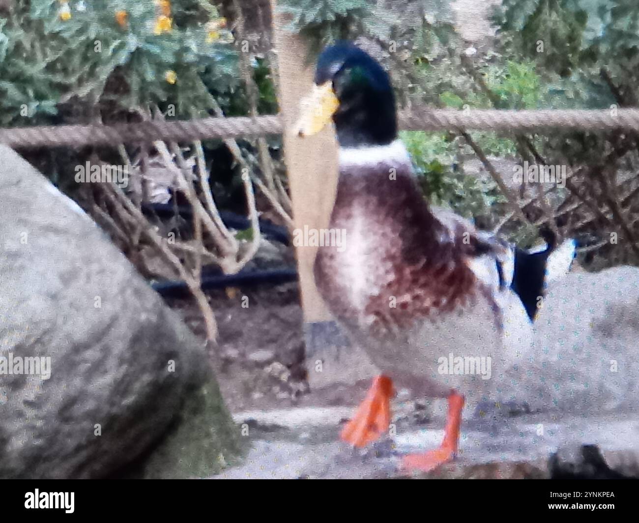 Domestic Mallard (Anas platyrhynchos domesticus Stock Photo - Alamy