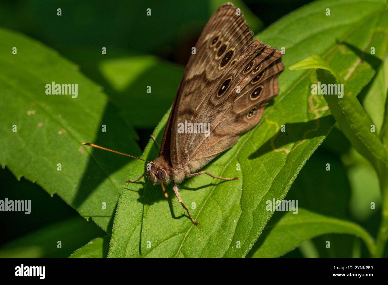 Northern Pearly-eye (Lethe anthedon Stock Photo - Alamy