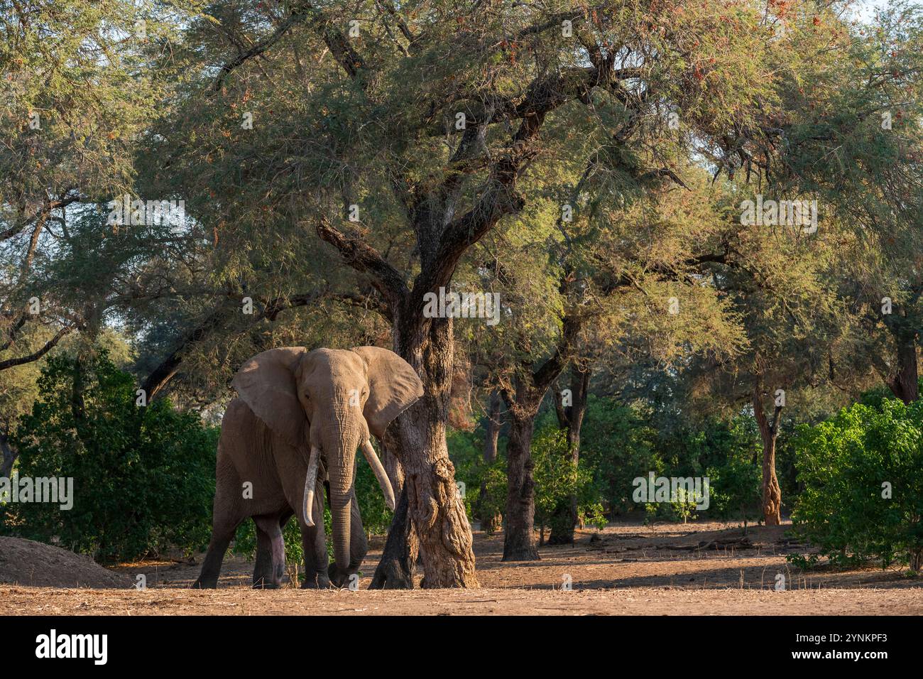 A large bull elephant is seen feeding in Faidherbia albida trees in ...
