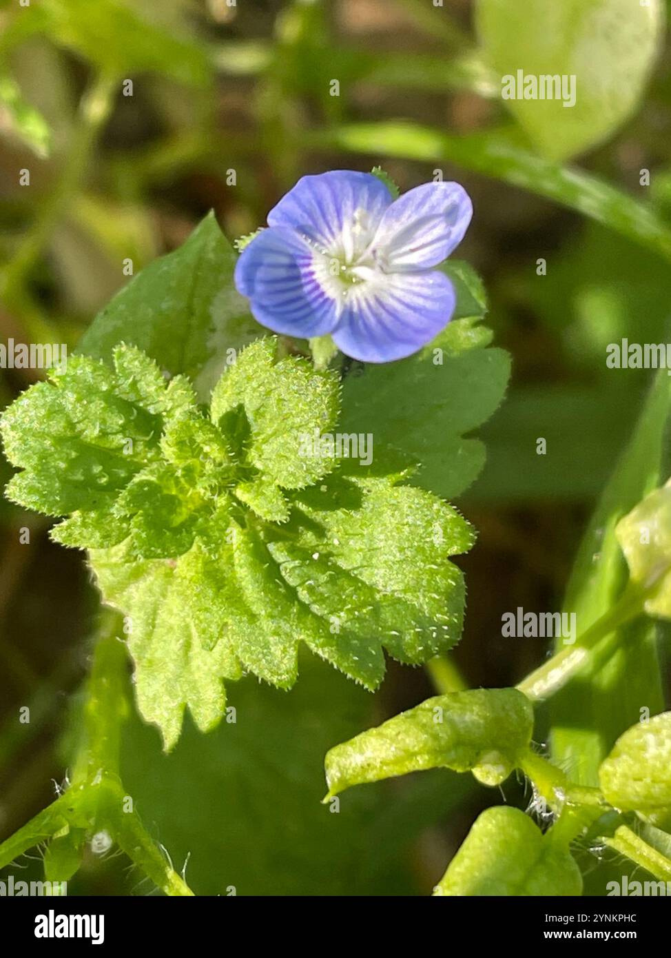 bird's-eye speedwell (Veronica persica Stock Photo - Alamy