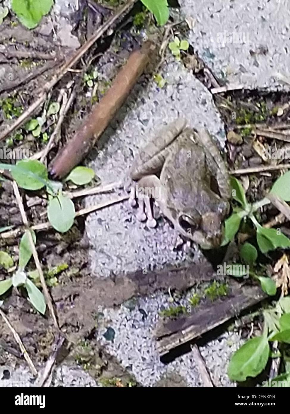 Robust Kajika Frog (Buergeria robusta Stock Photo - Alamy