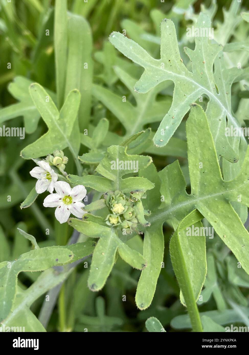 white fiesta flower (Pholistoma membranaceum Stock Photo - Alamy