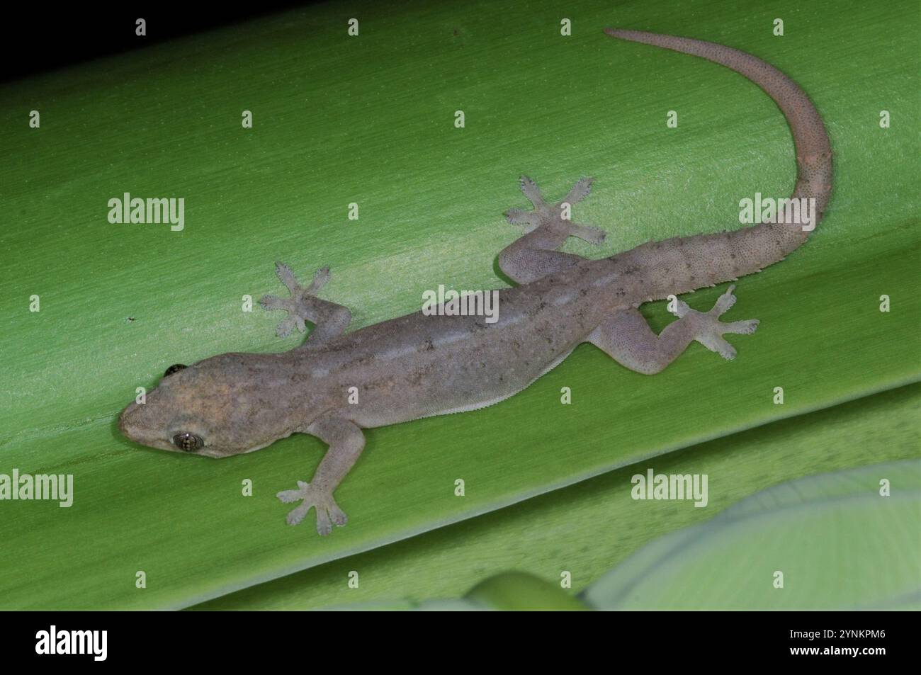 Asian House Gecko (Hemidactylus frenatus Stock Photo - Alamy