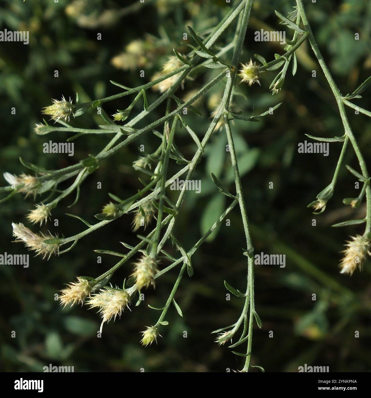 diffuse knapweed (Centaurea diffusa Stock Photo - Alamy