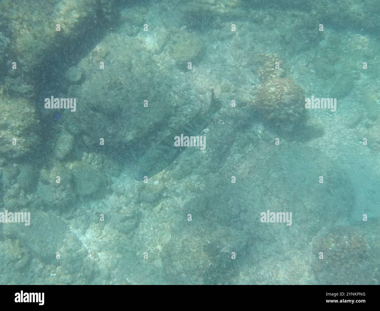 Ray-finned Fishes (Actinopterygii Stock Photo - Alamy