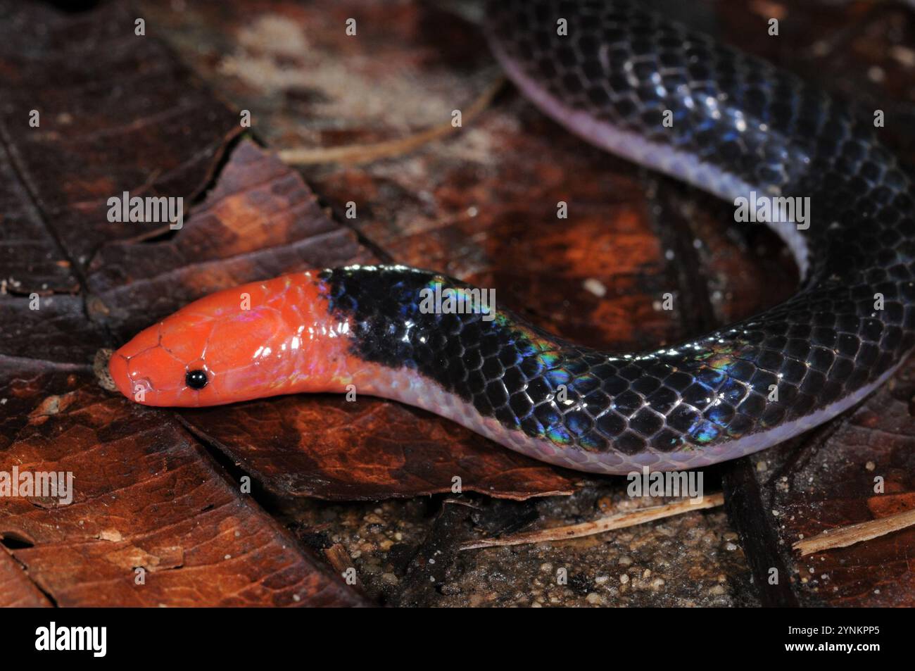 Pink-headed Reed Snake (Calamaria schlegeli Stock Photo - Alamy