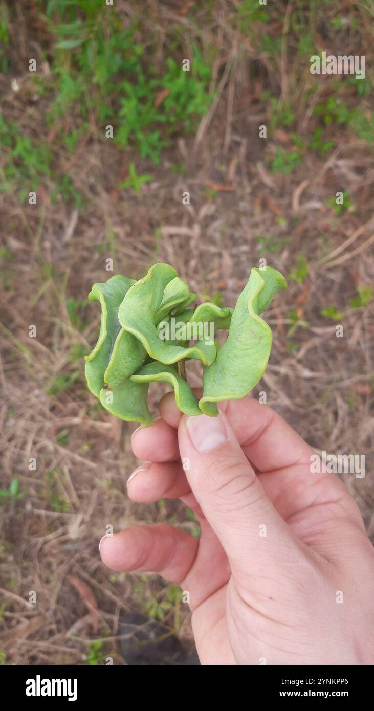 Earpod Wattle (Acacia auriculiformis Stock Photo - Alamy