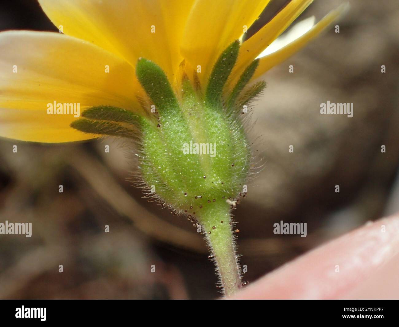 tidy tips (Layia platyglossa Stock Photo - Alamy