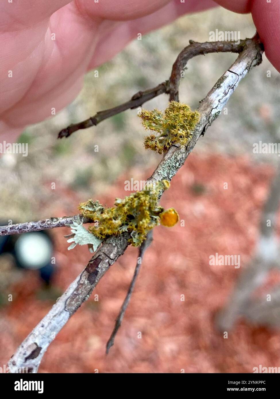 Golden-eye Lichen (Teloschistes chrysophthalmus Stock Photo - Alamy