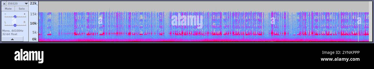 Australian Black Field Cricket (Teleogryllus commodus Stock Photo - Alamy