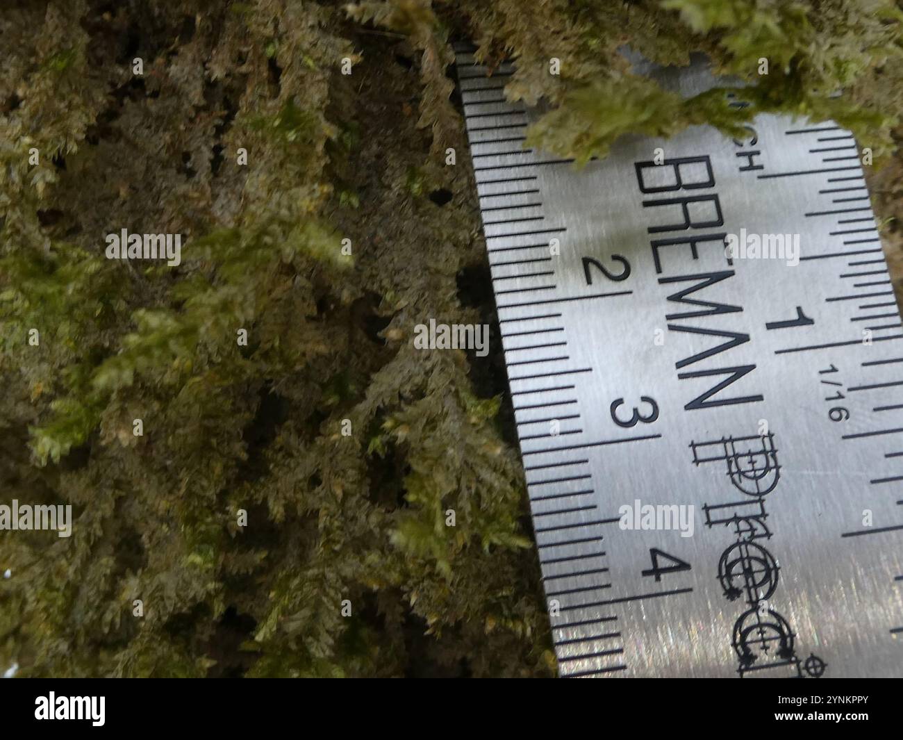 Neckera pennata hi-res stock photography and images - Alamy