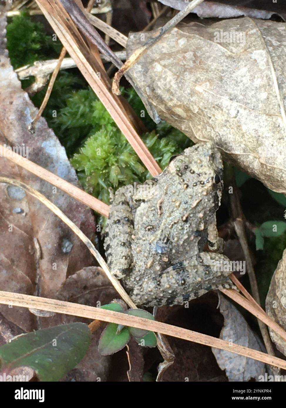 Northern Cricket Frog (Acris crepitans Stock Photo - Alamy