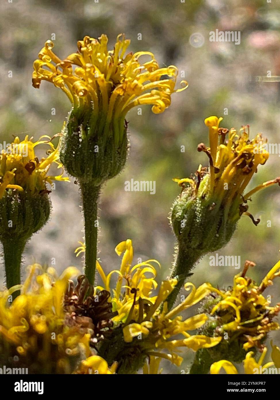 Telegraphweed (Heterotheca grandiflora Stock Photo - Alamy