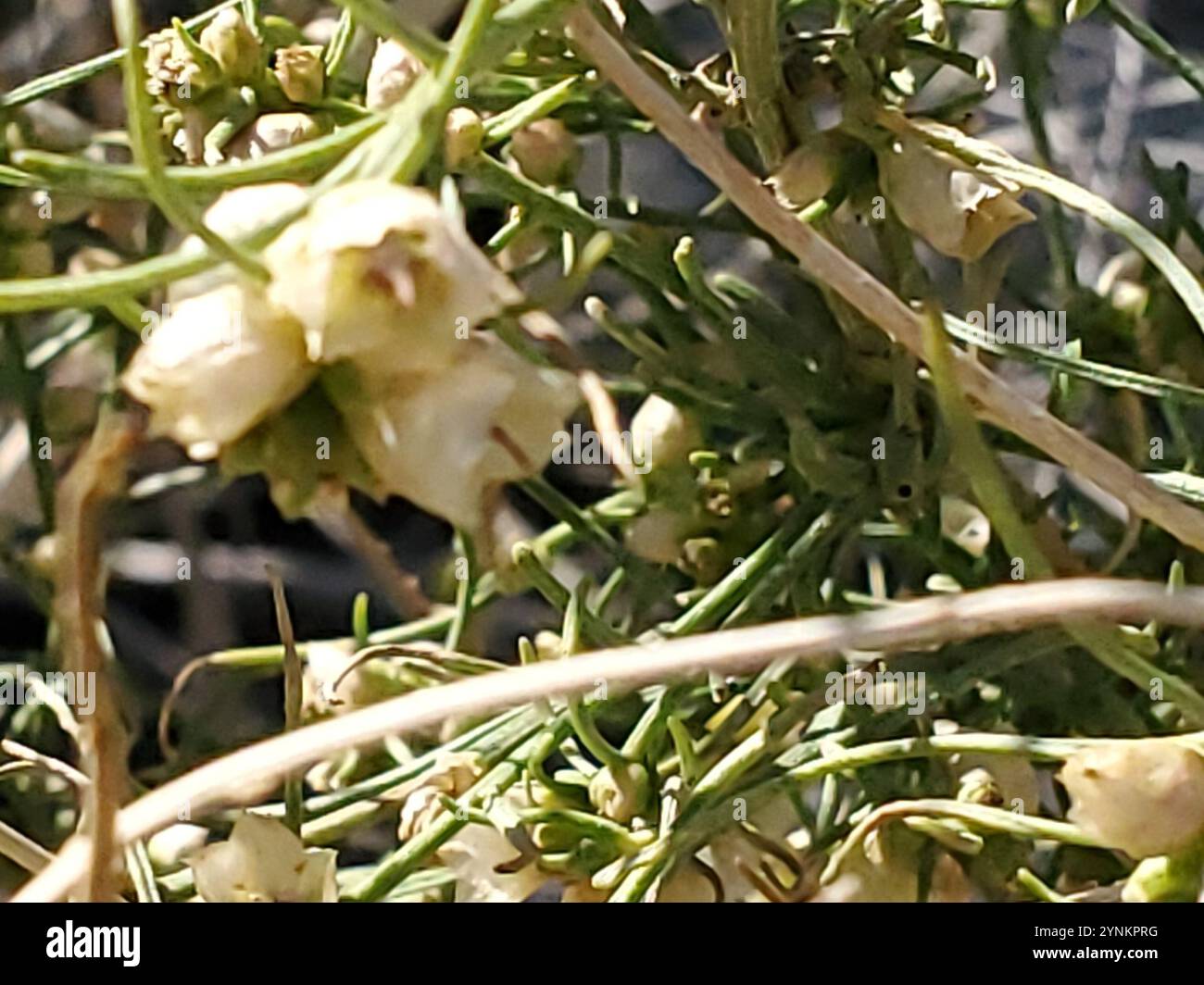 Ambrosia salsola hi-res stock photography and images - Alamy