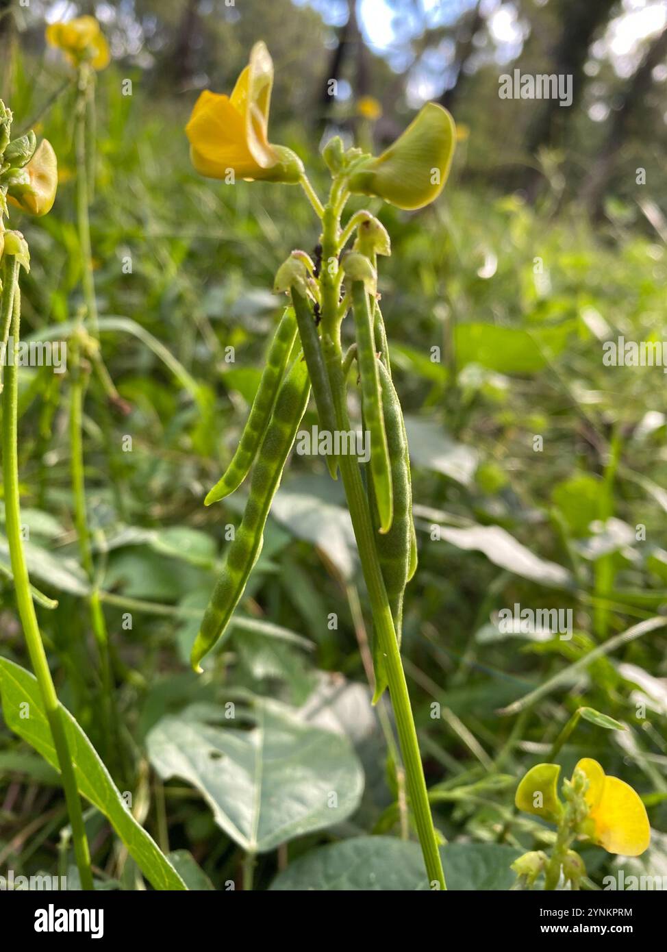 Wild Cowpea (Vigna luteola Stock Photo - Alamy