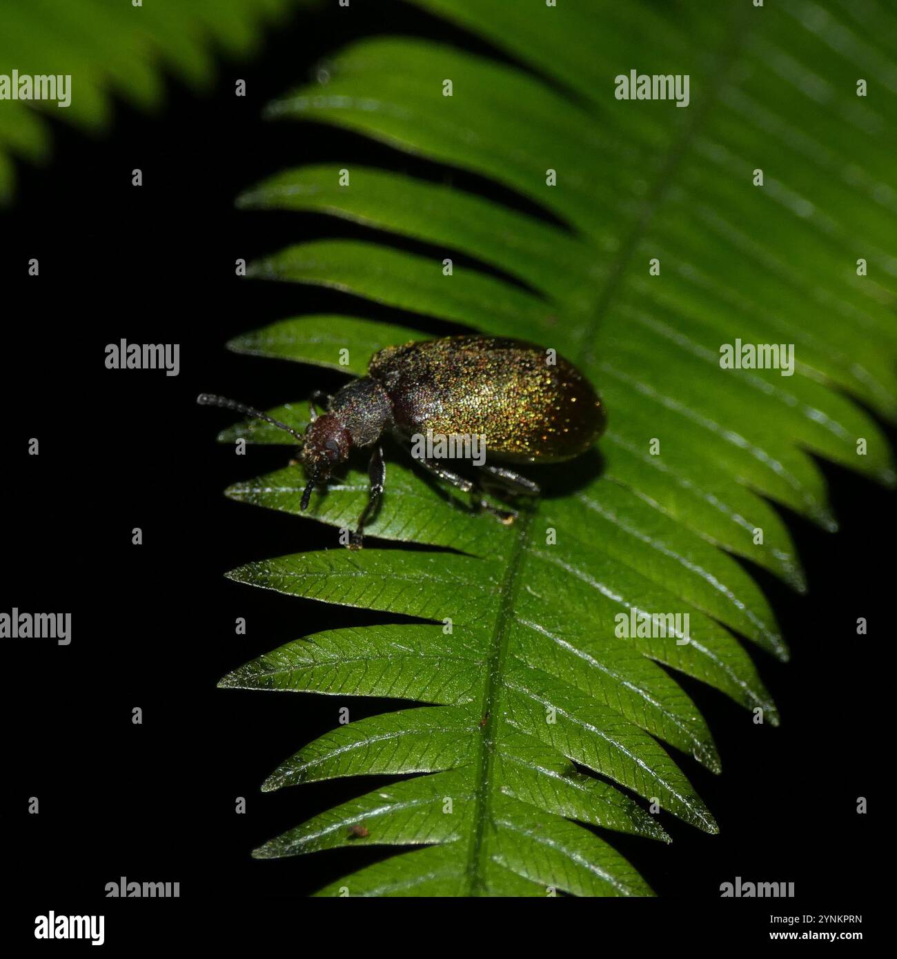 Lagriini hi-res stock photography and images - Alamy