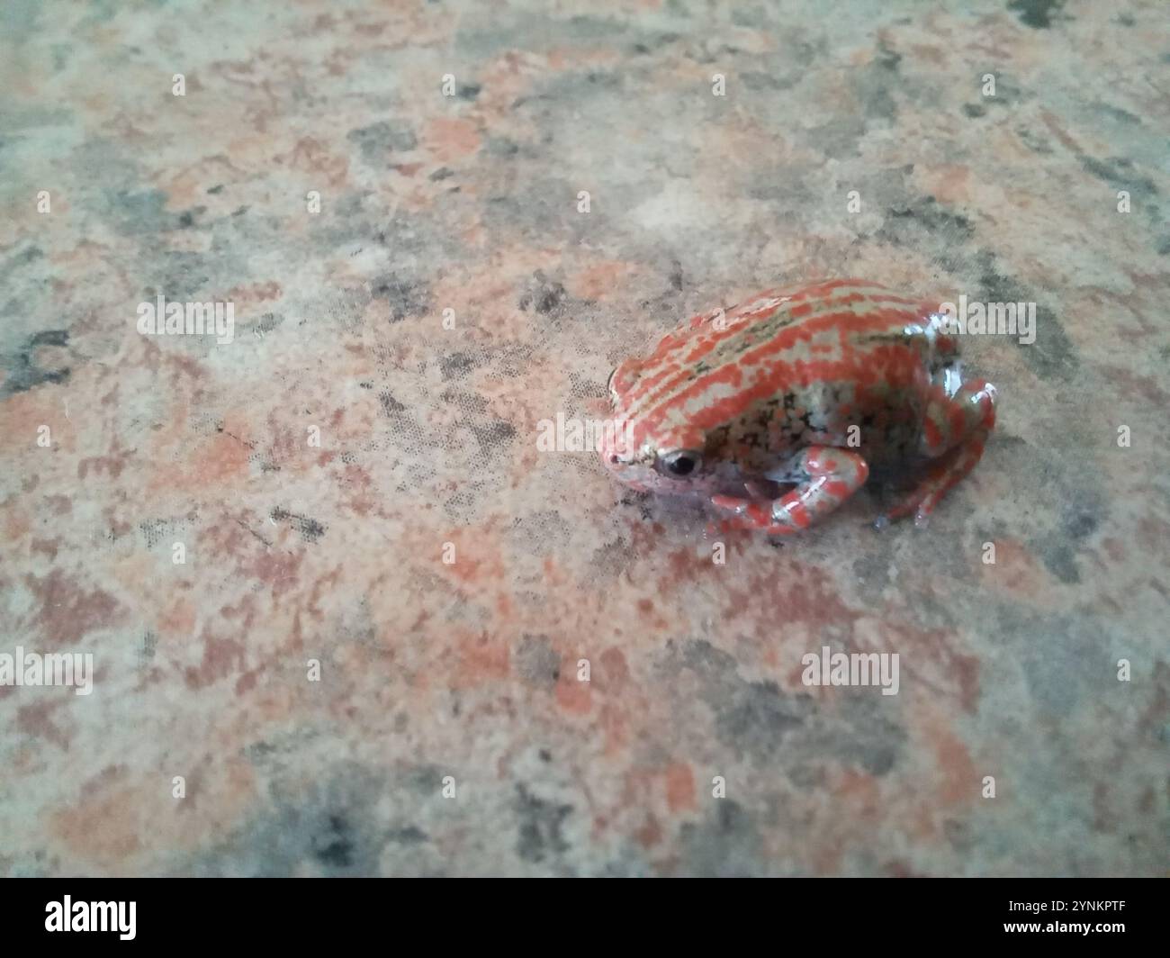Red-Banded Rubber Frog (Phrynomantis bifasciatus Stock Photo - Alamy
