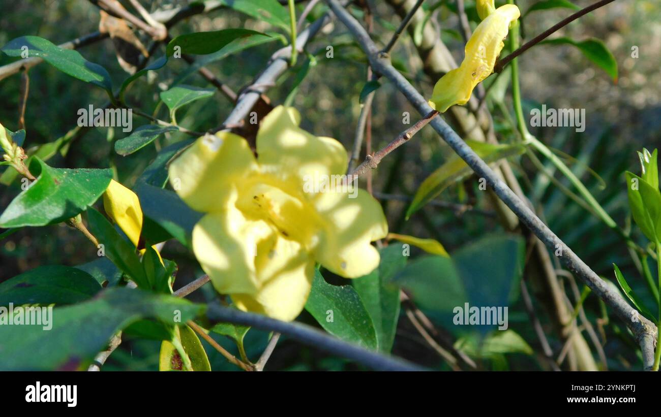 yellow jessamine (Gelsemium sempervirens Stock Photo - Alamy