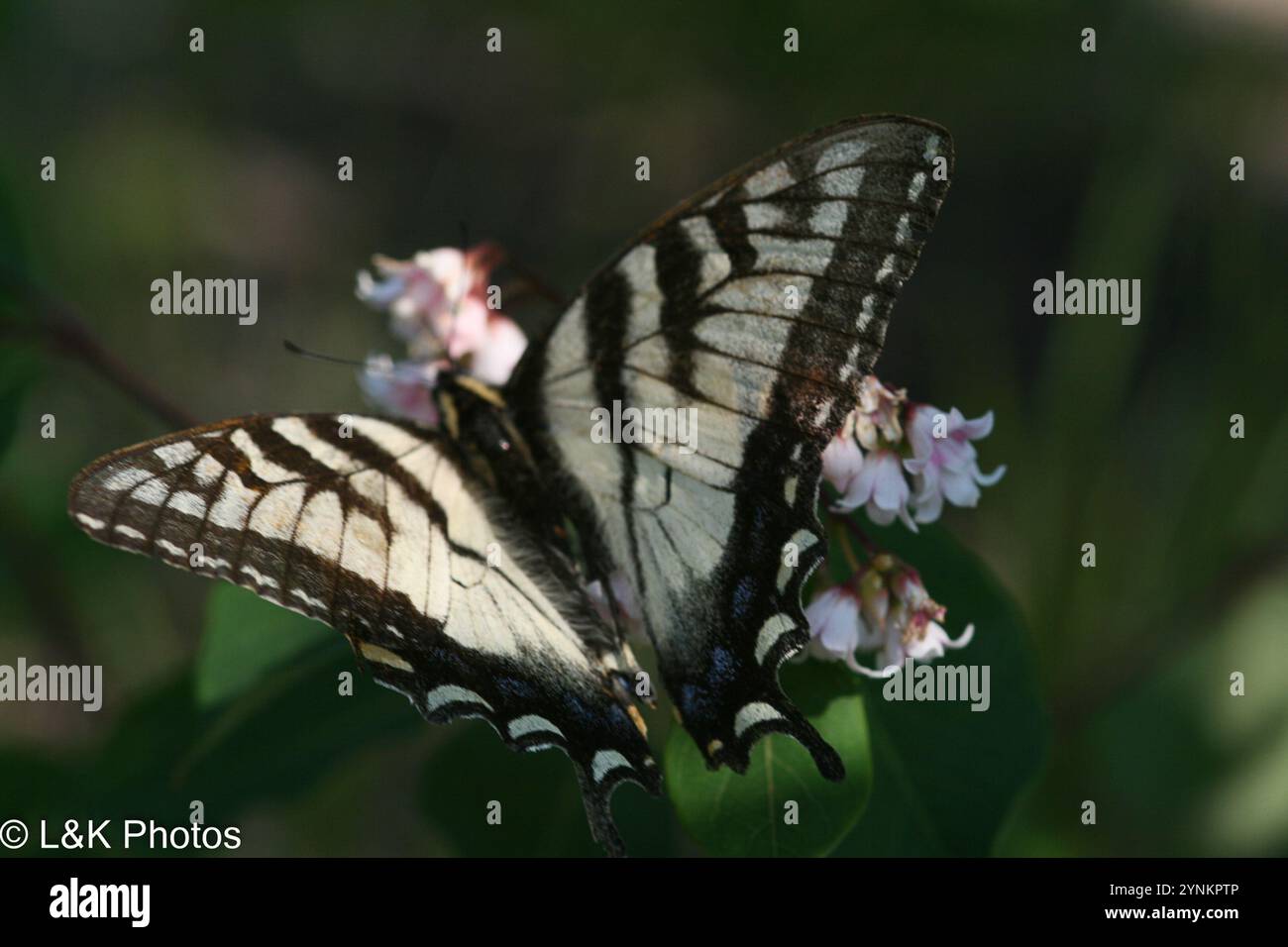 Canadian Tiger Swallowtail (Papilio canadensis Stock Photo - Alamy
