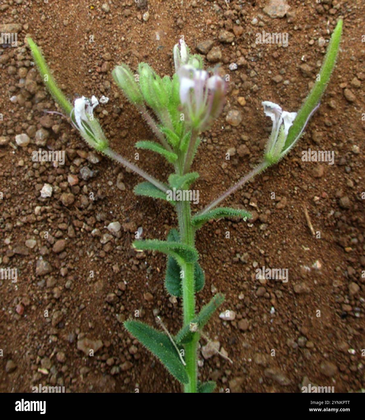 Singleleaf Spindlepod (Cleome monophylla Stock Photo - Alamy