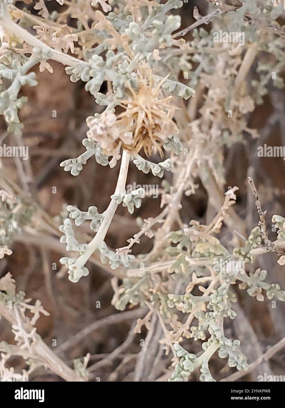 Burrobush (Ambrosia dumosa Stock Photo - Alamy
