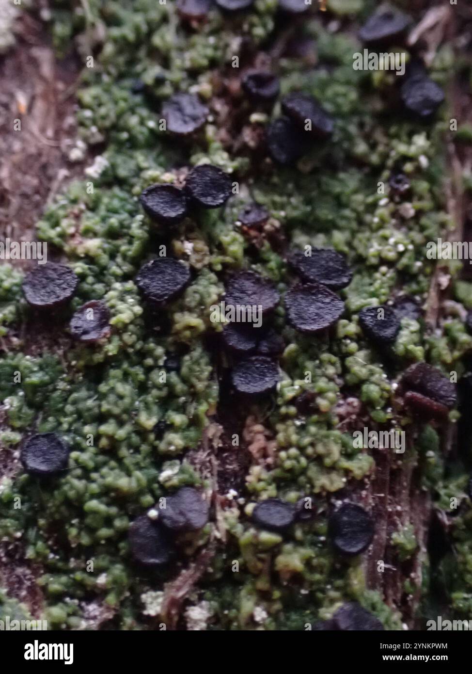 Lopadium hi-res stock photography and images - Alamy