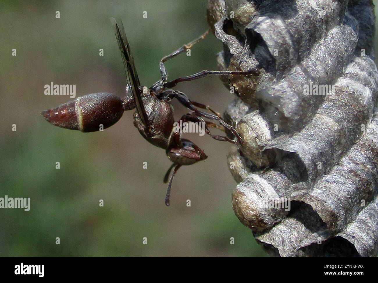 Small Paper Wasps (Ropalidia Stock Photo - Alamy
