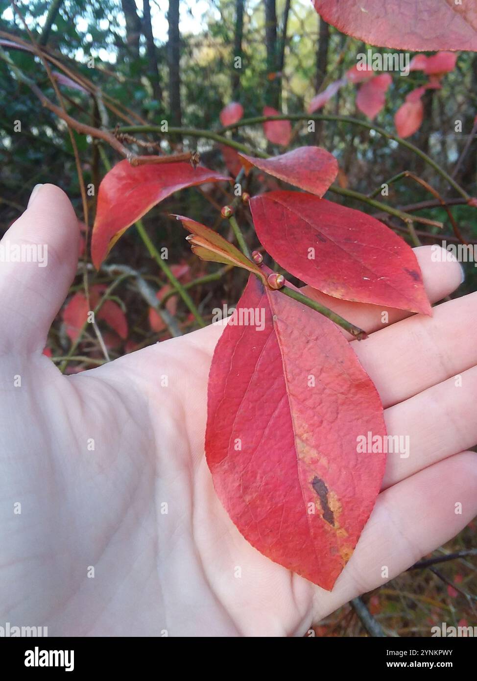 sparkleberry (Vaccinium arboreum Stock Photo - Alamy